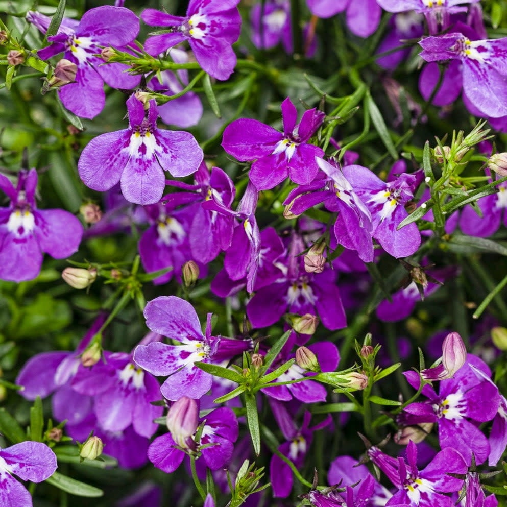 Proven Winners 6" Purple Laguna Ultraviolet Lobelia (Lobelia erinus ...