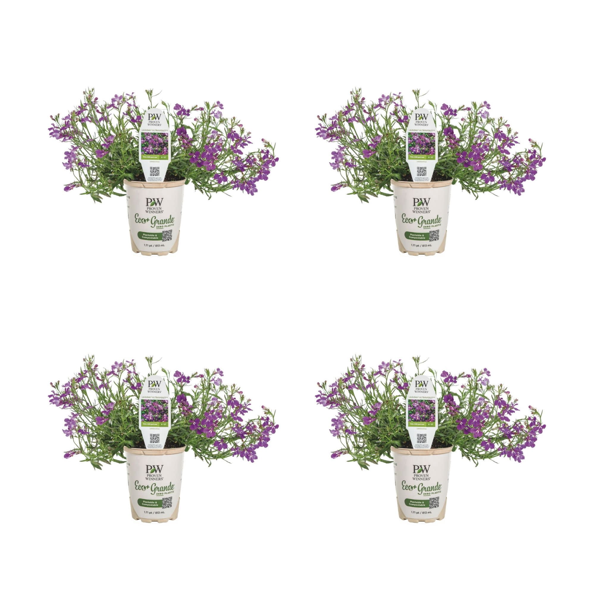 Proven Winners 4" Purple Laguna Ultraviolet Lobelia Live Plant in 4.25 ...