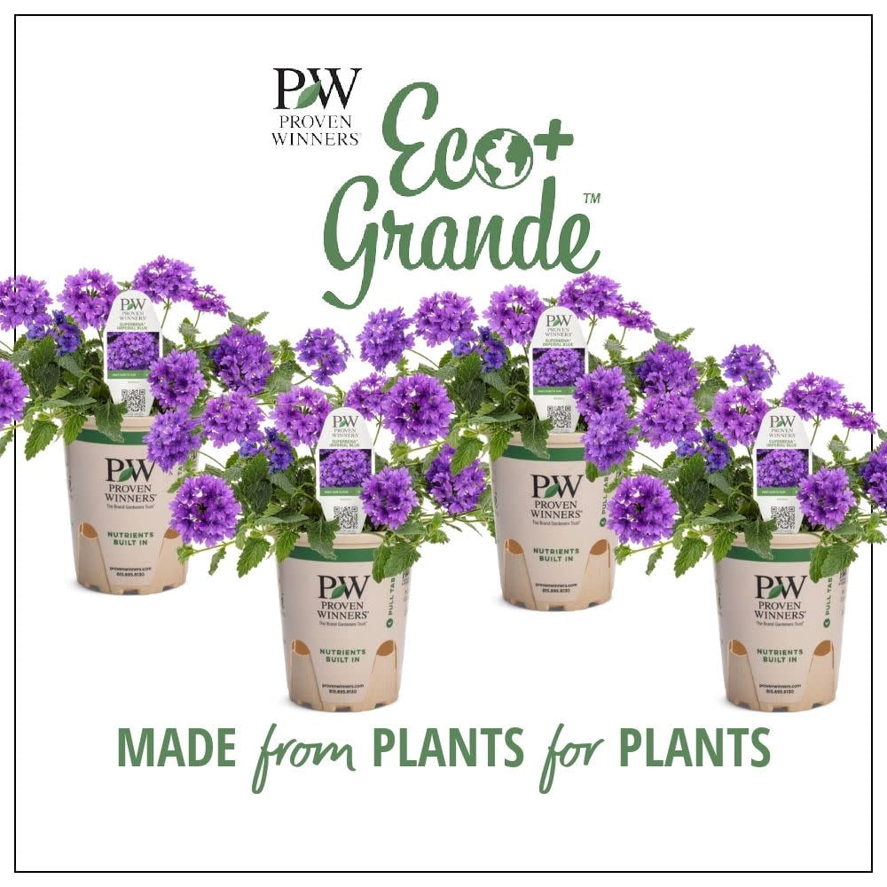 Proven Winners 6" Purple Superbena Cobalt Verbena (Verbena hybrid ...