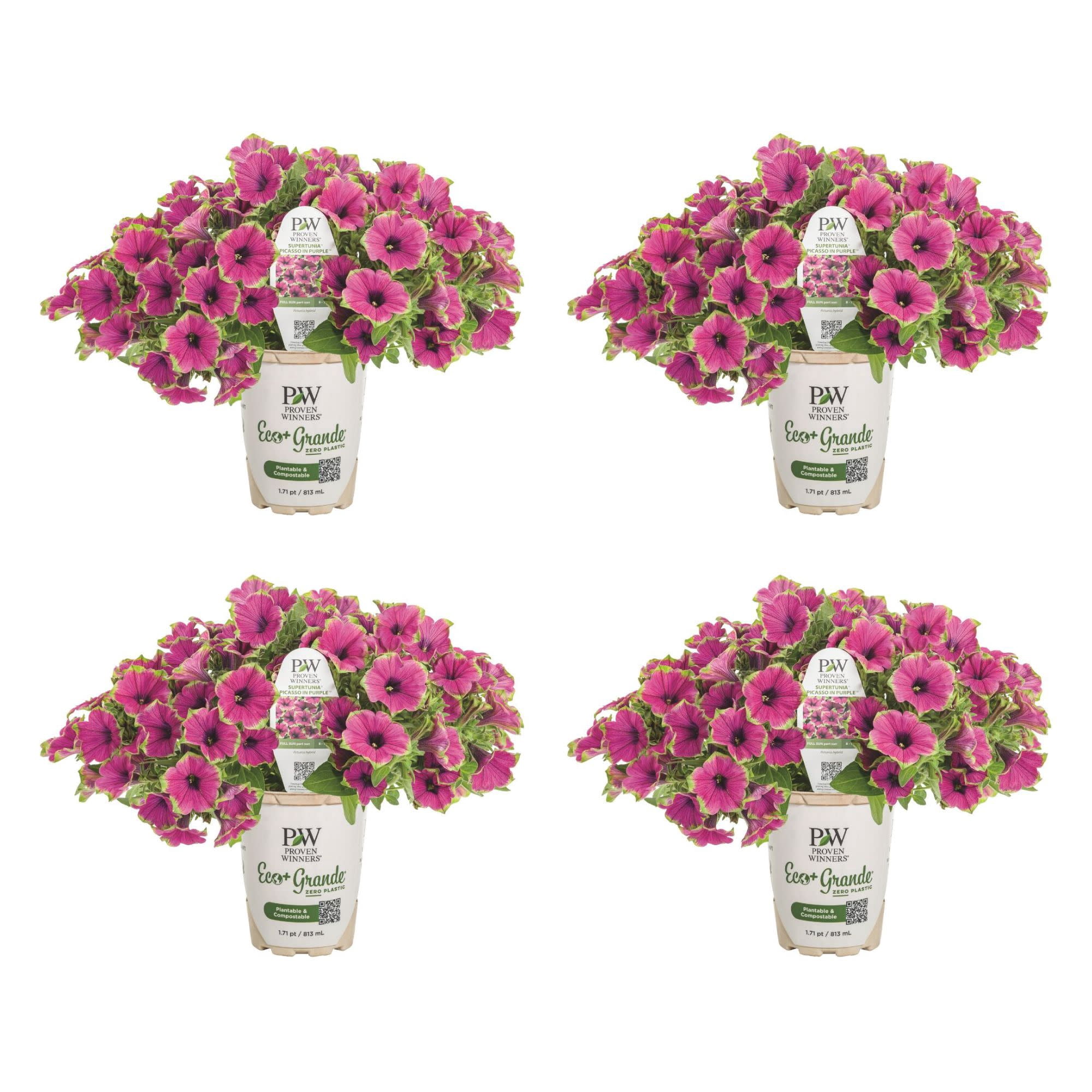 Proven Winners 4" Supertunia Picasso in Purple Petunia Live Plant in 4. ...
