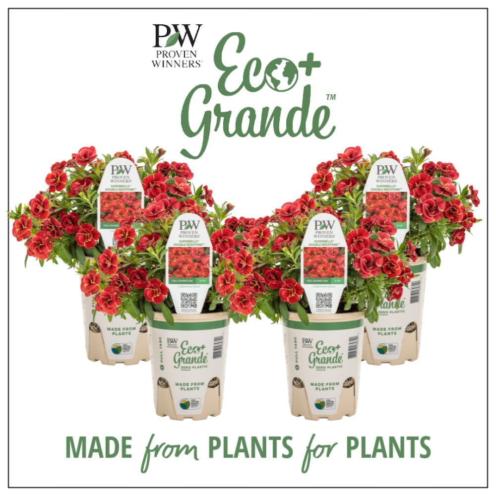 Proven Winners 6" Red Superbells Double Redstone Calibrachoa ...