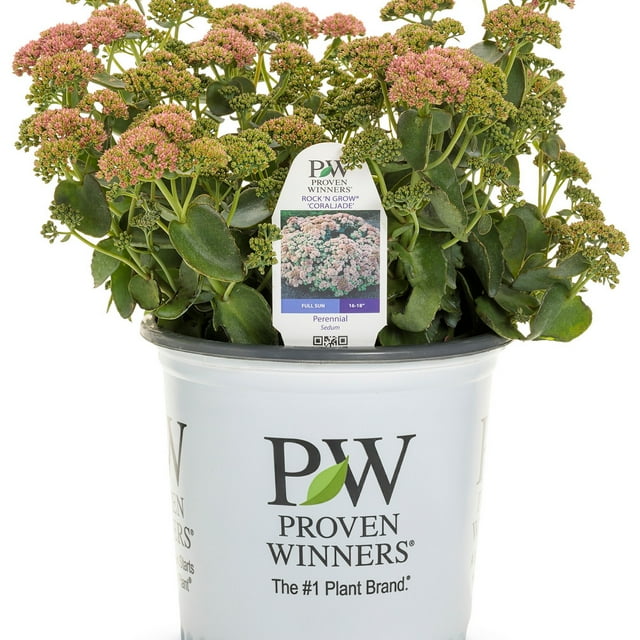 Proven Winners 6" Rock 'N Grow 'Coraljade' Stonecrop (Sedum hybrid ...