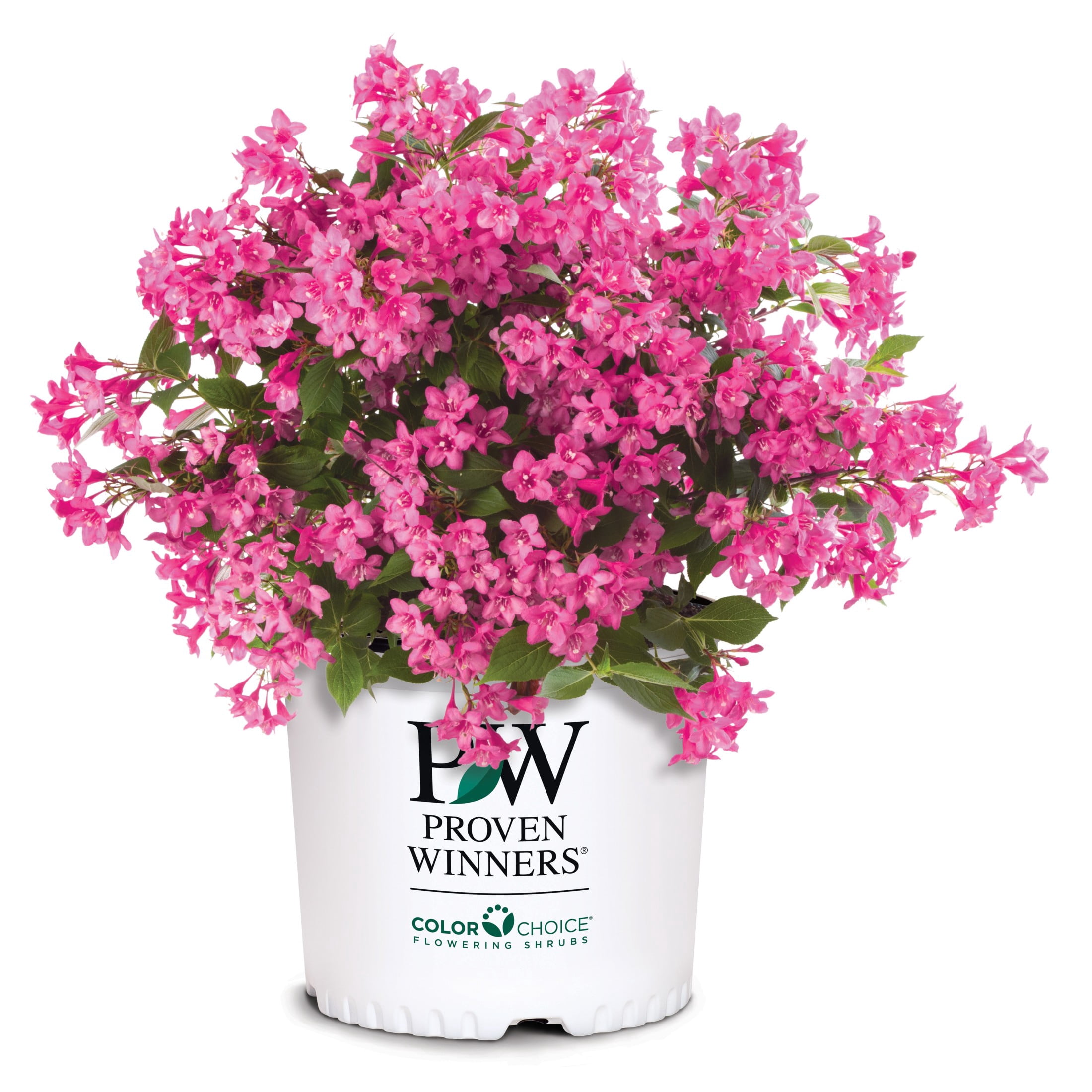 Proven Winners ColorChoice 6" Sonic Bloom Pink Reblooming Weigela Live ...