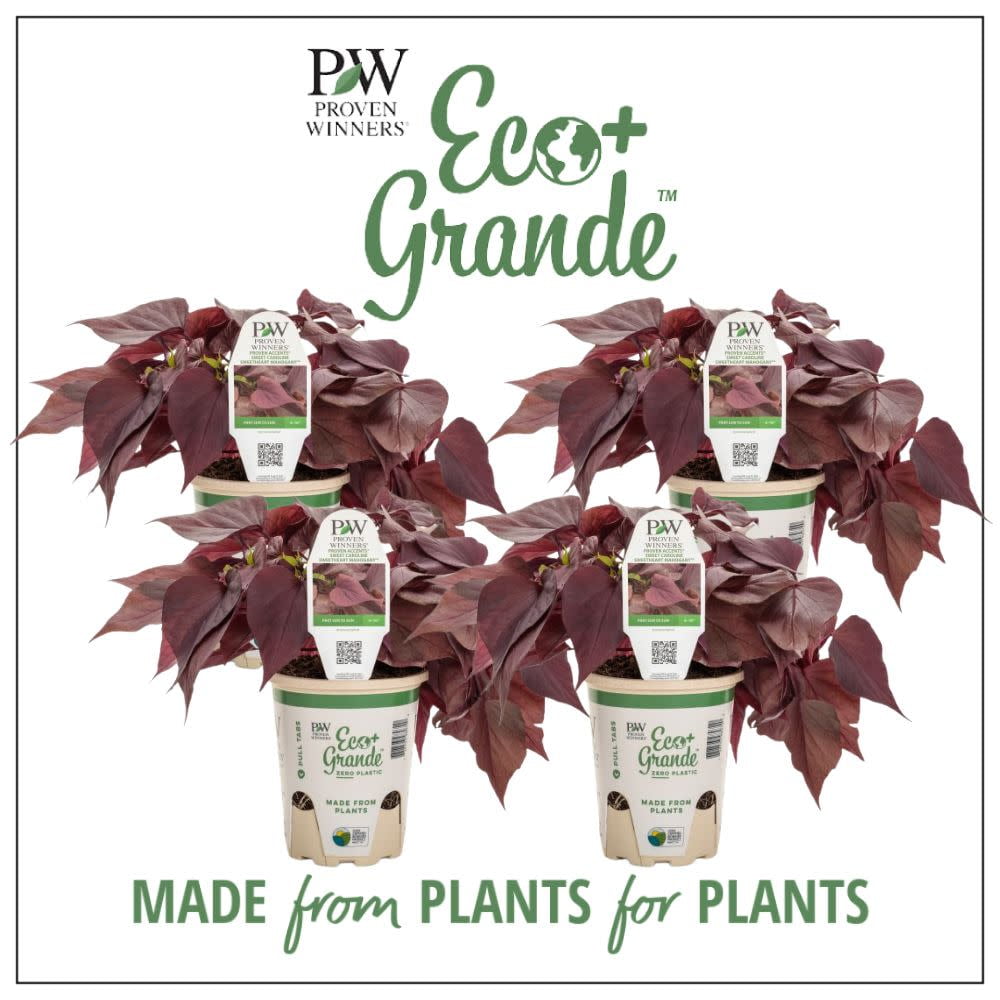 Proven Winners 6" Sweet Caroline Sweetheart Mahogany Sweet Potato Vine ...