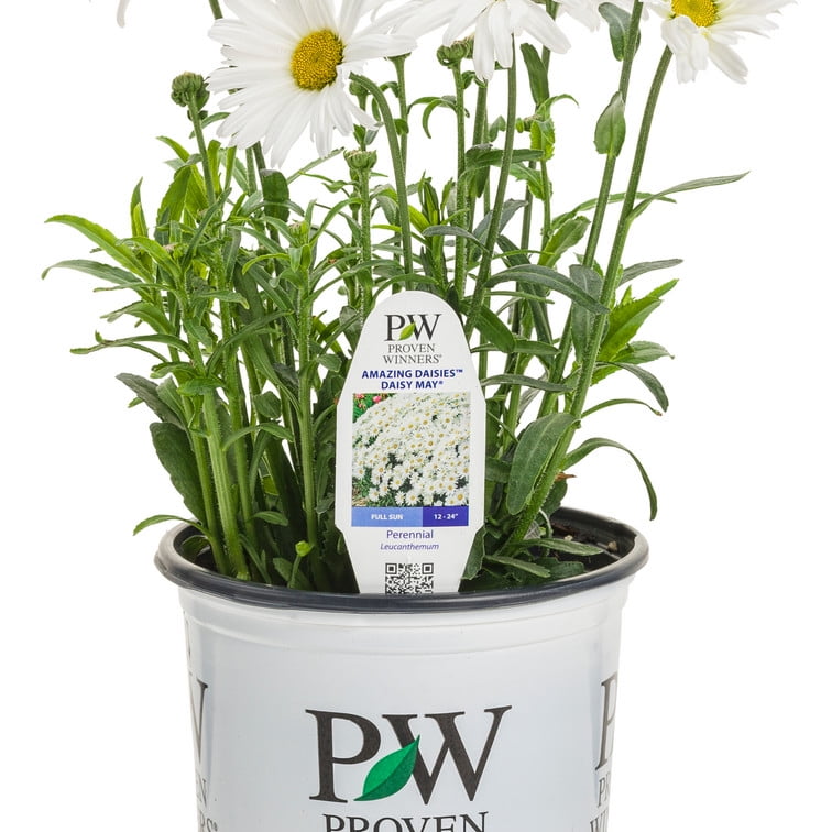 Proven Winners 6" White Amazing Daisies Daisy May Shasta Daisy ...