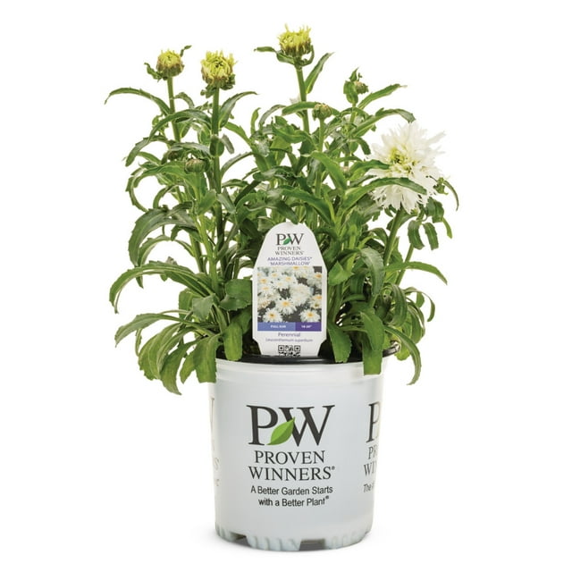 Proven Winners 6" White Amazing Daisies 'Marshmallow' Shasta Daisy ...