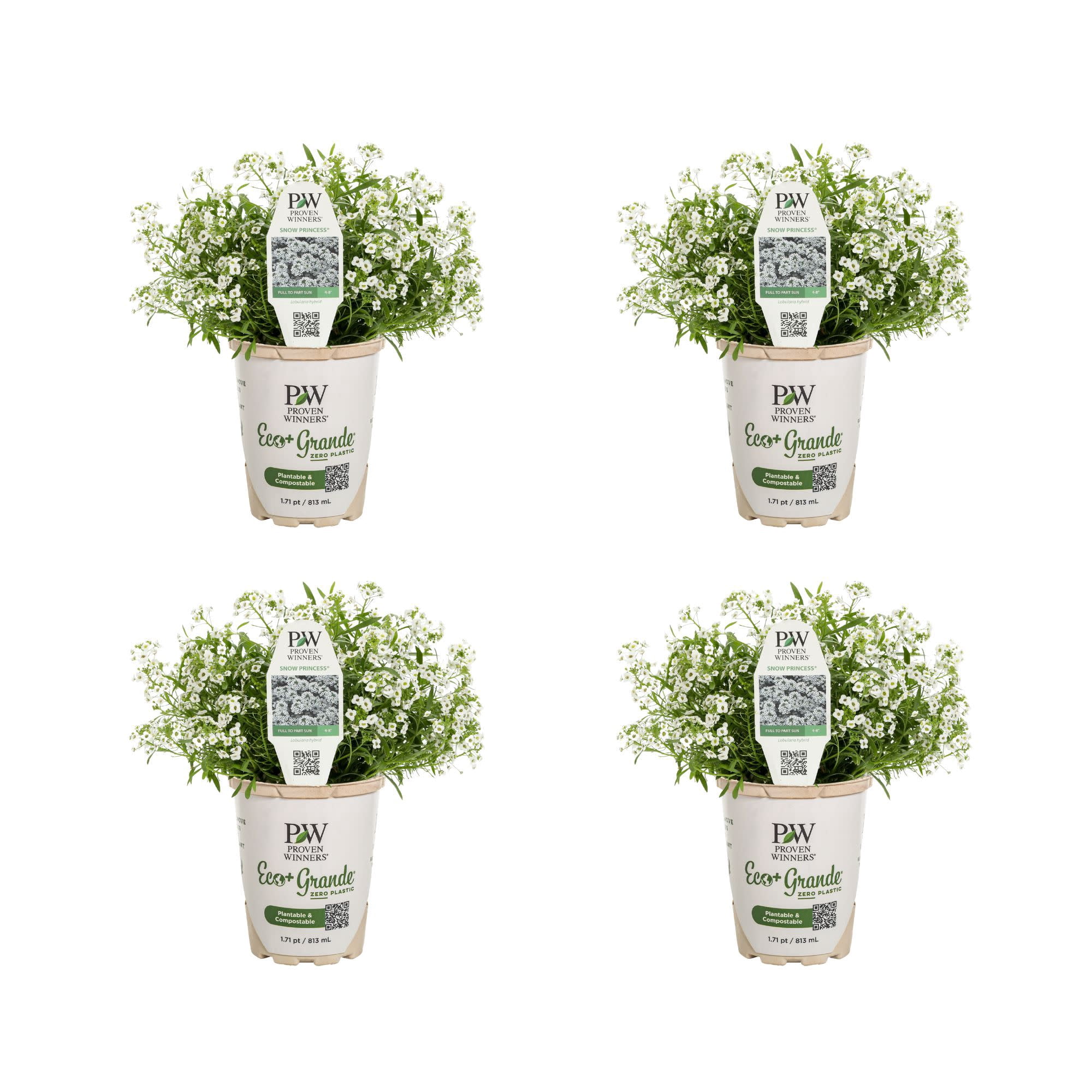 Proven Winners 4" White Snow Princess Sweet Alyssum Live Plant in 4.25 ...