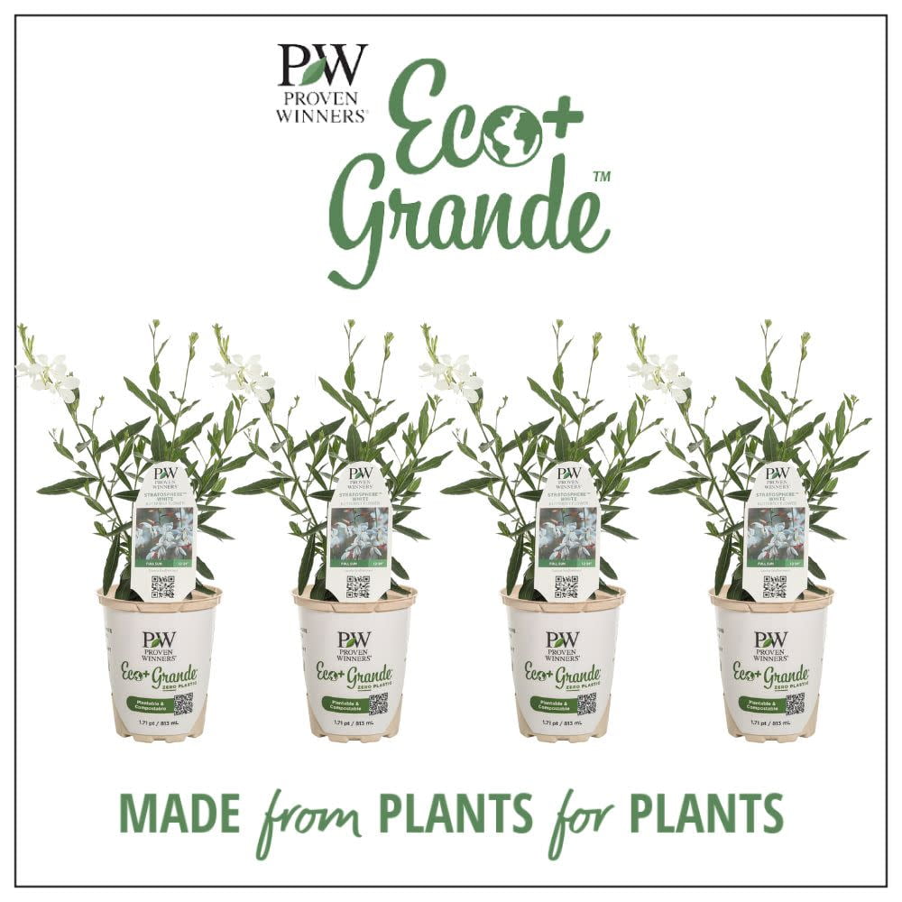 Proven Winners 6" White Stratosphere White Butterfly Flower (Gaura ...
