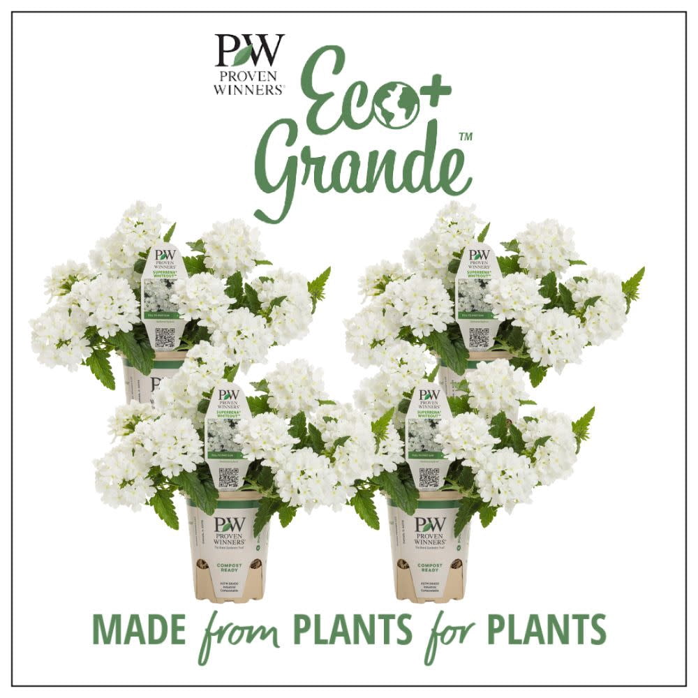 Proven Winners 6" White Superbena Whiteout Verbena (Verbena hybrid ...