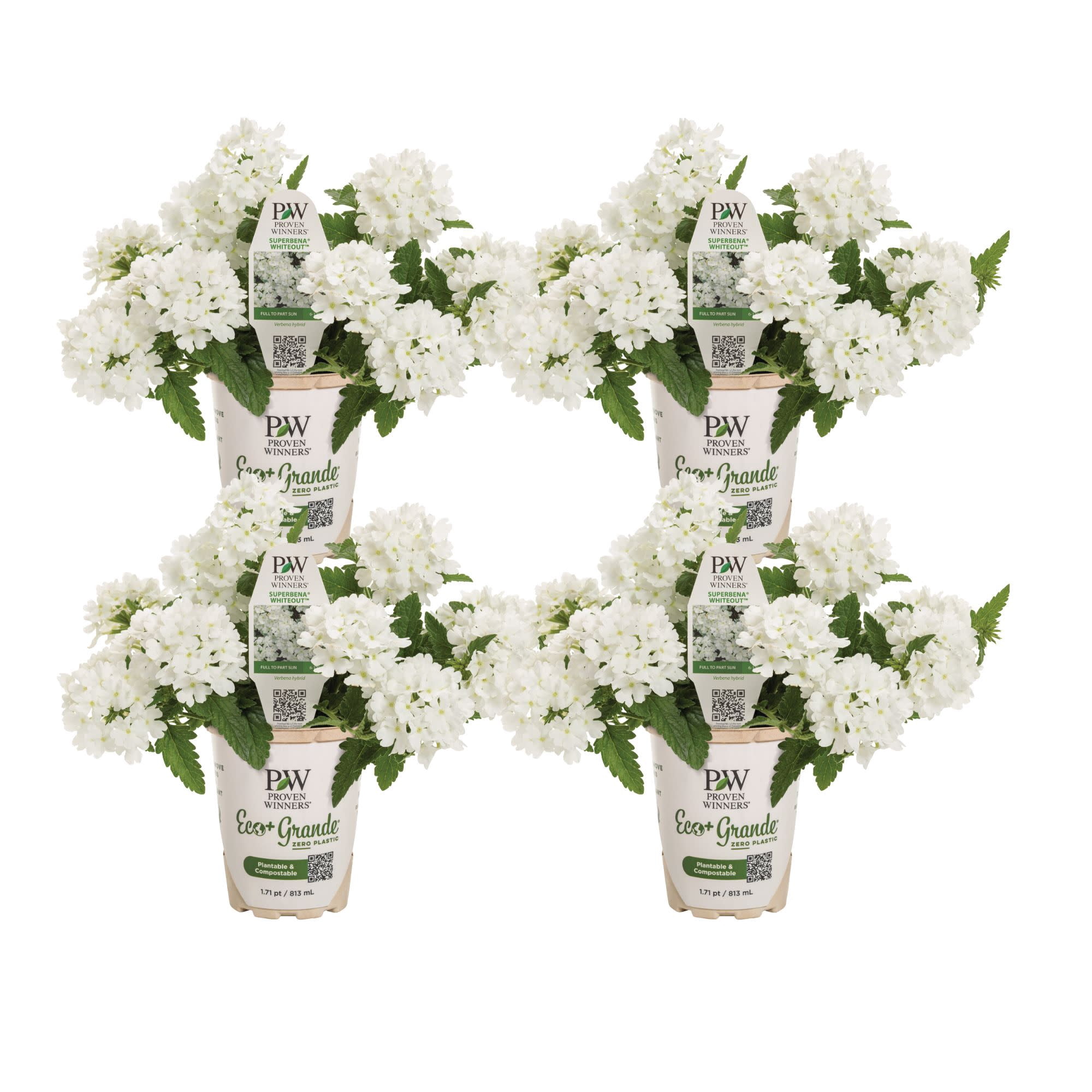 Proven Winners 4" Superbena Whiteout Verbena Live Plant in 4.25" Pot (4 ...