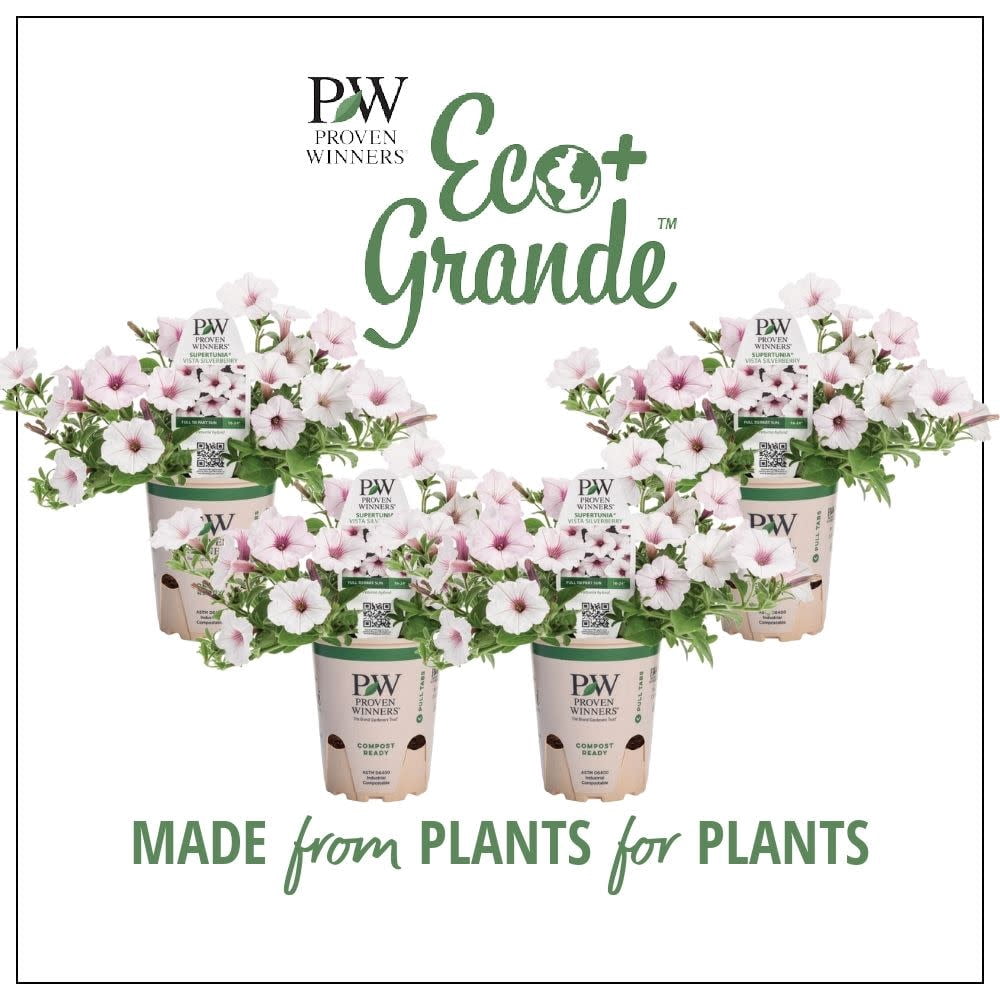 Proven Winners 6" White Supertunia Vista Silverberry Petunia (Petunia ...