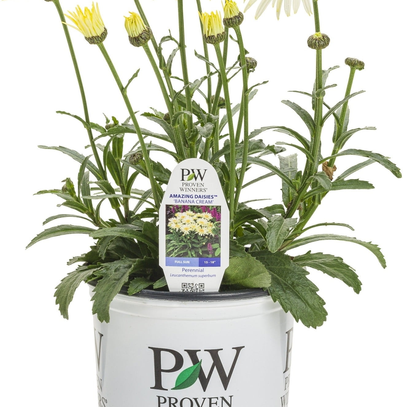 Proven Winners 6" Yellow Amazing Daisies 'Banana Cream II' Shasta Daisy ...