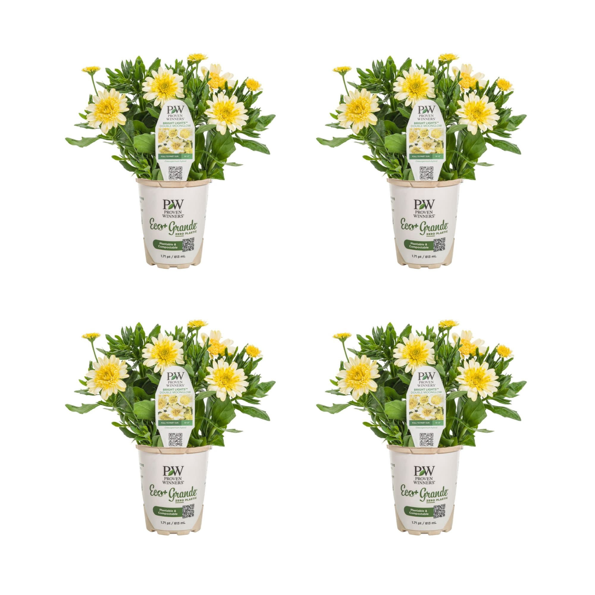 Proven Winners 4" Yellow Bright Lights Double Moonglow African Daisy ...