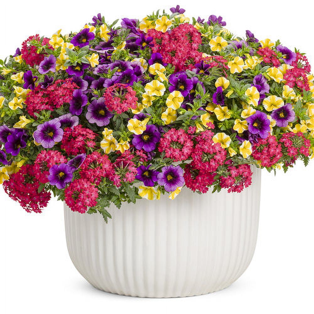 Proven Winners - 7.5 Gallon Multicolor Super Flower Mix Multi Combo ...