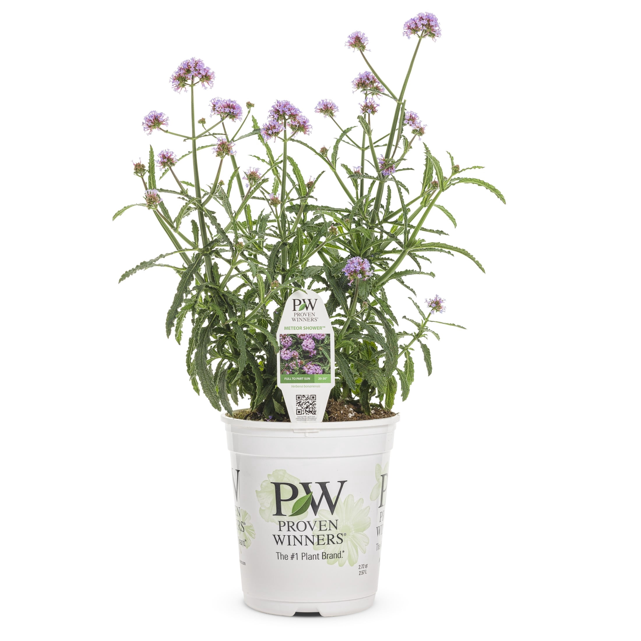 Proven Winners 8" Purple Meteor Shower Verbena Live Plant in 6.5" Pot ...