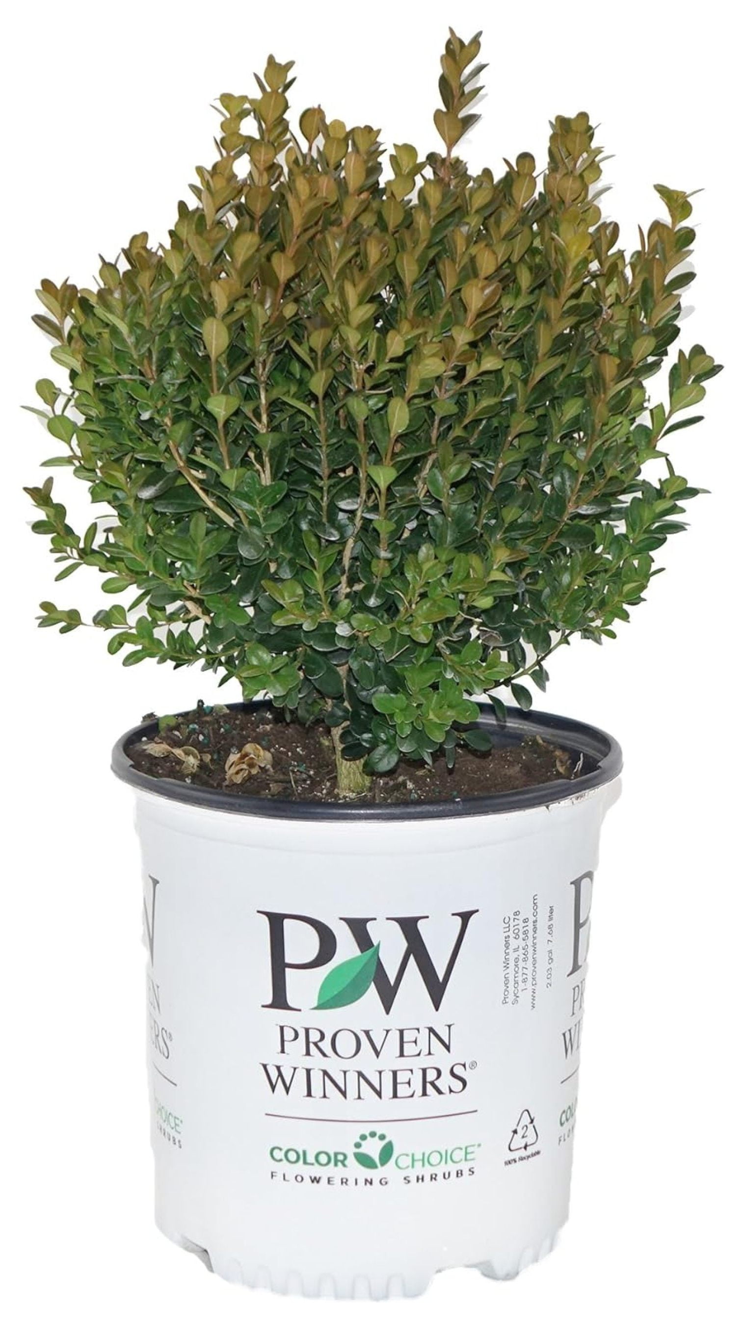 Proven Winners - Buxus micro. Sprinter (Boxwood) , , #2 - Size ...