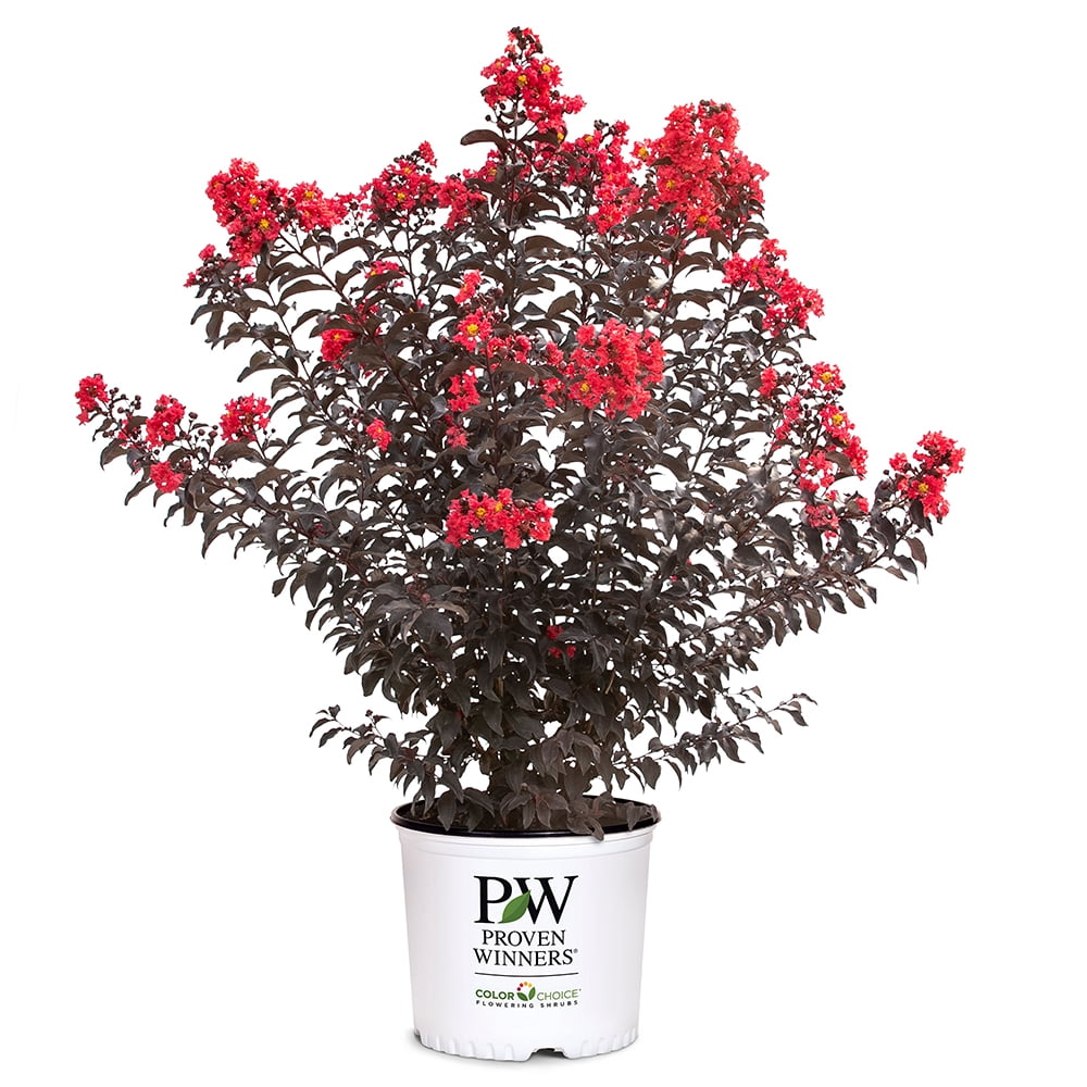 Proven Winners ColorChoice Center Stage Red Crape Myrtle Live Shrub (2 ...