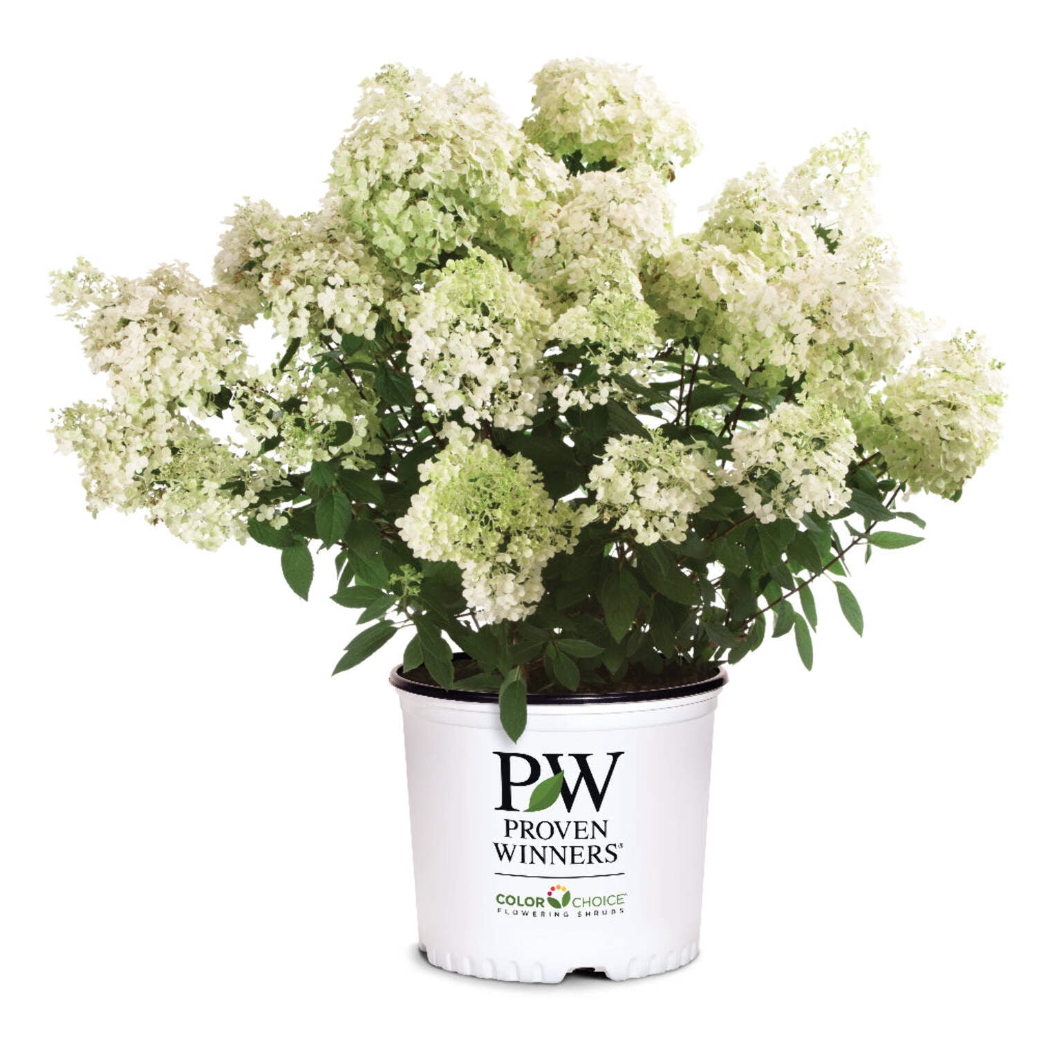 Hydrangea Proven Winners® Color Choice® Bobo® - 3 Gallon Pot - Walmart.com