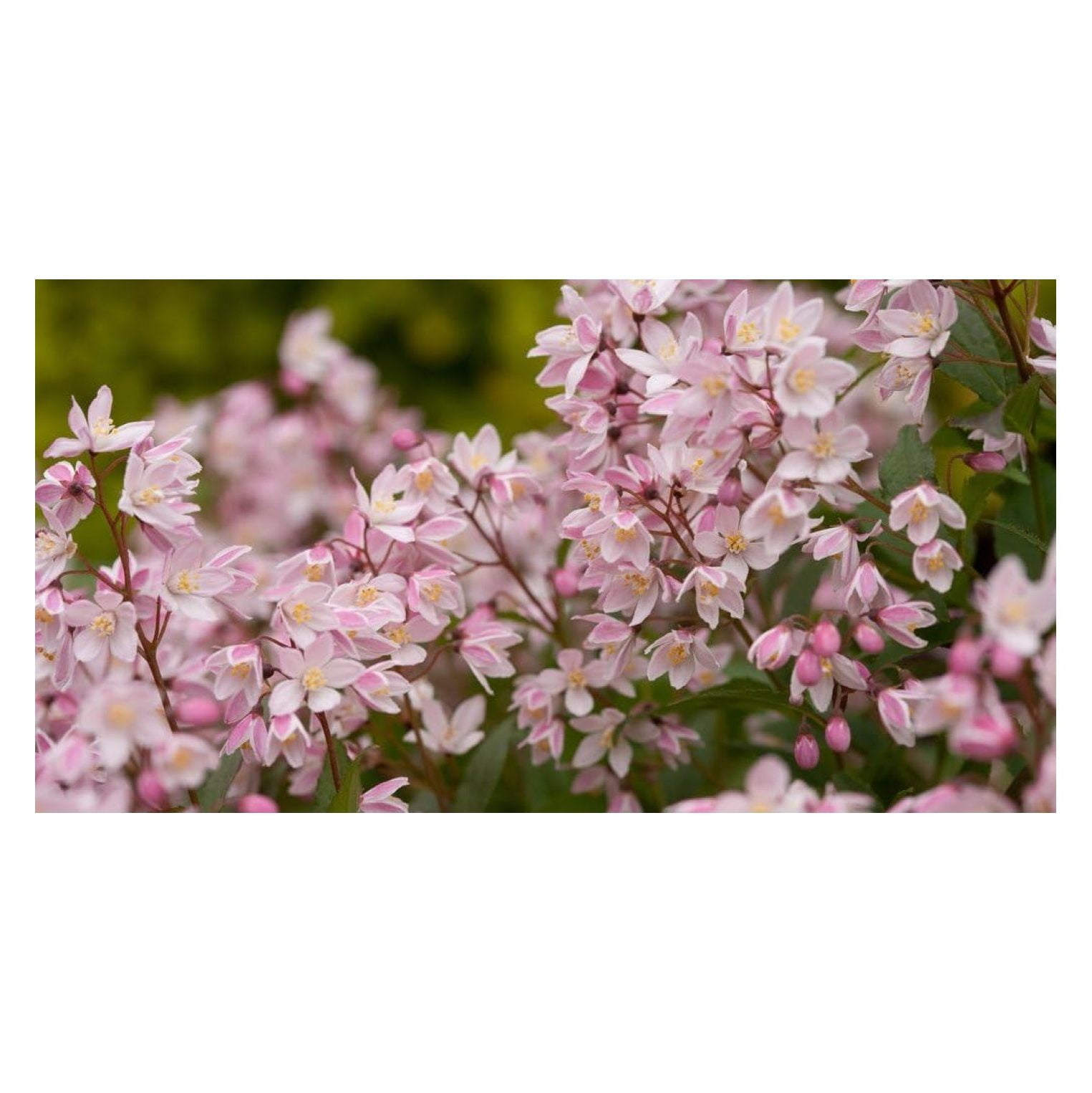 Proven Winners - Deutzia Yuki Cherry Blossom (Yuki Cherry Blossom ...