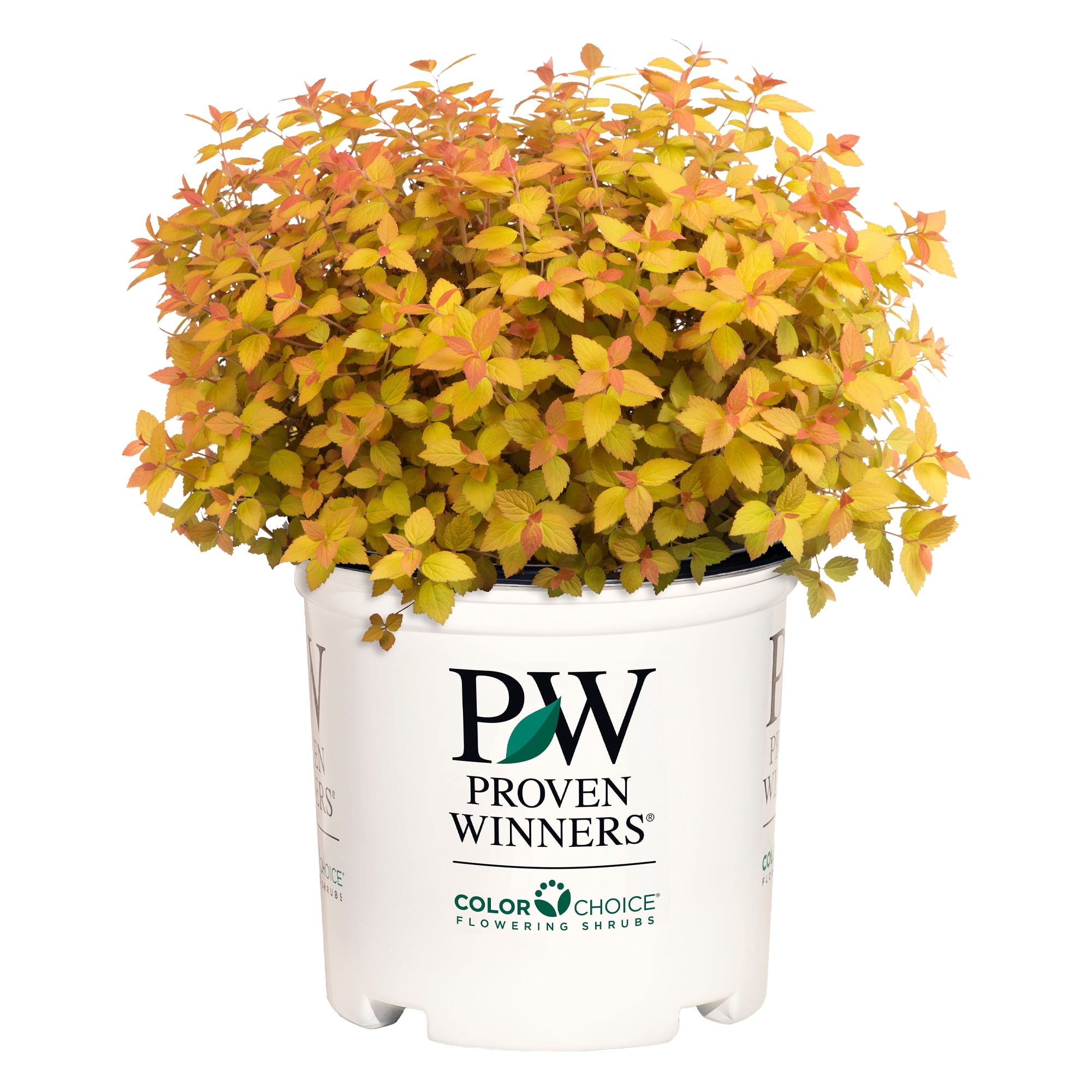 Proven Winners ColorChoice Double Play Candy Corn Spirea Live Shrub (2 ...