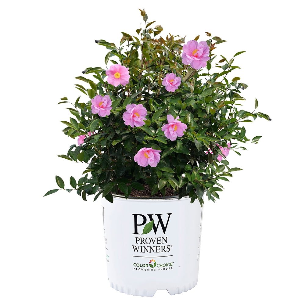 Proven Winners ColorChoice Just Chill Double Mauve Camellia Live Shrub ...