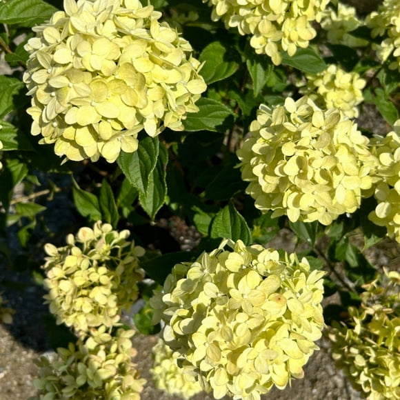 Limelight Hydrangea