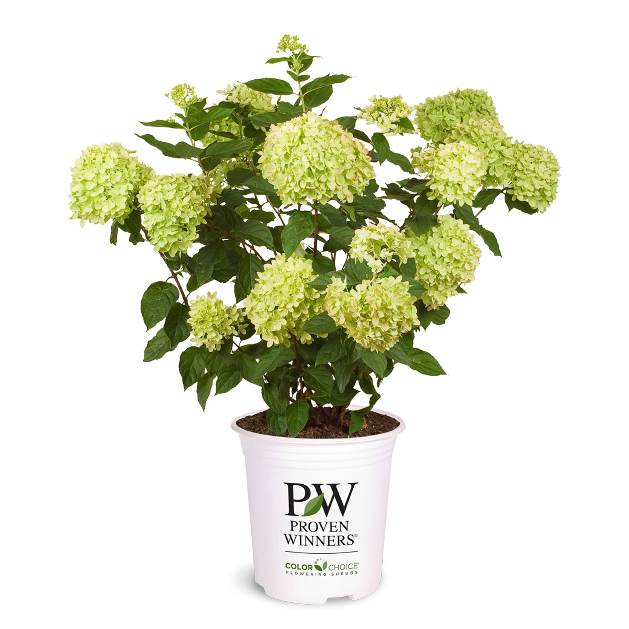 Proven Winners ColorChoice Little Lime Hydrangea Live Shrub (2 Gallon ...