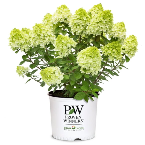Limelight Hydrangea