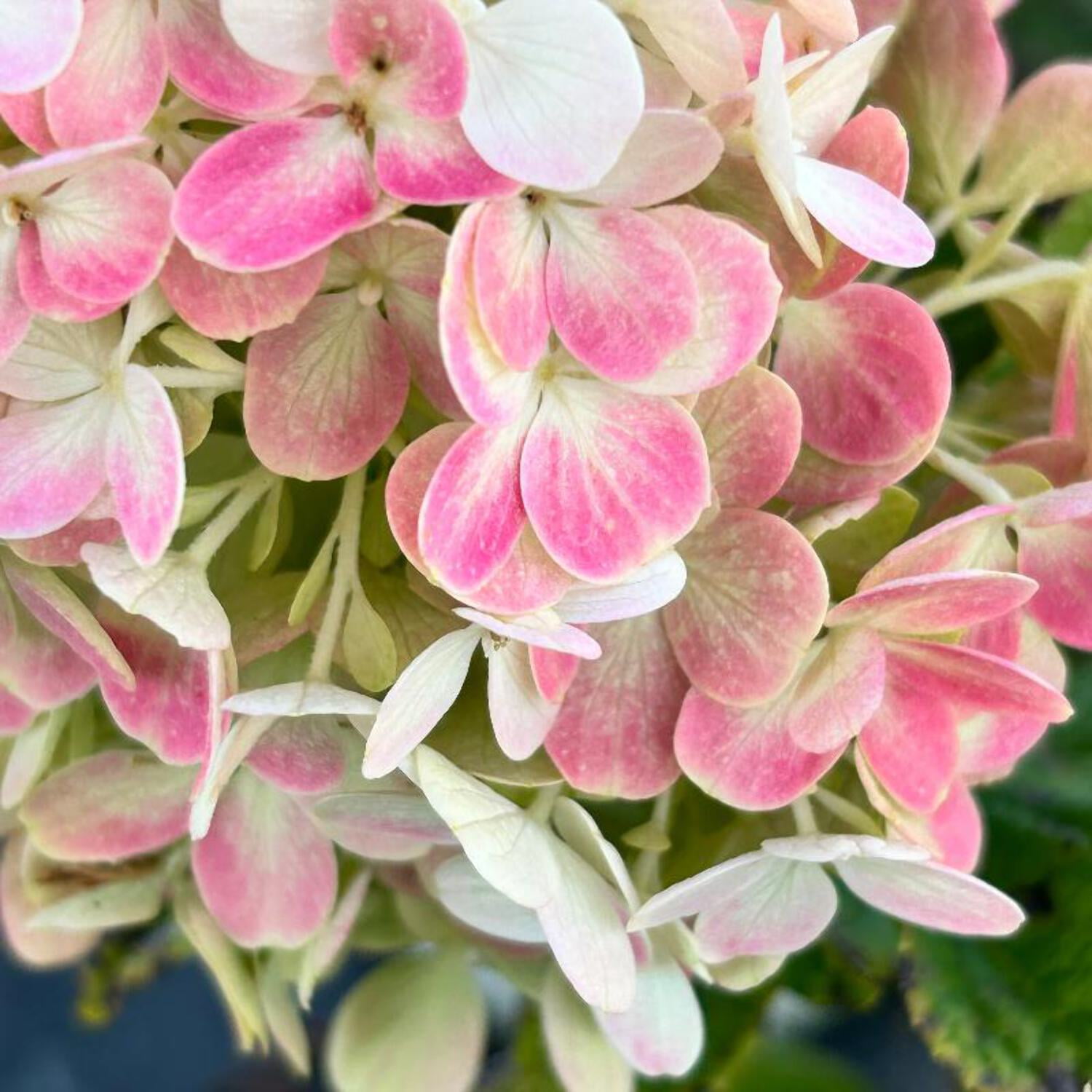 Little Lime Punch Hydrangea
