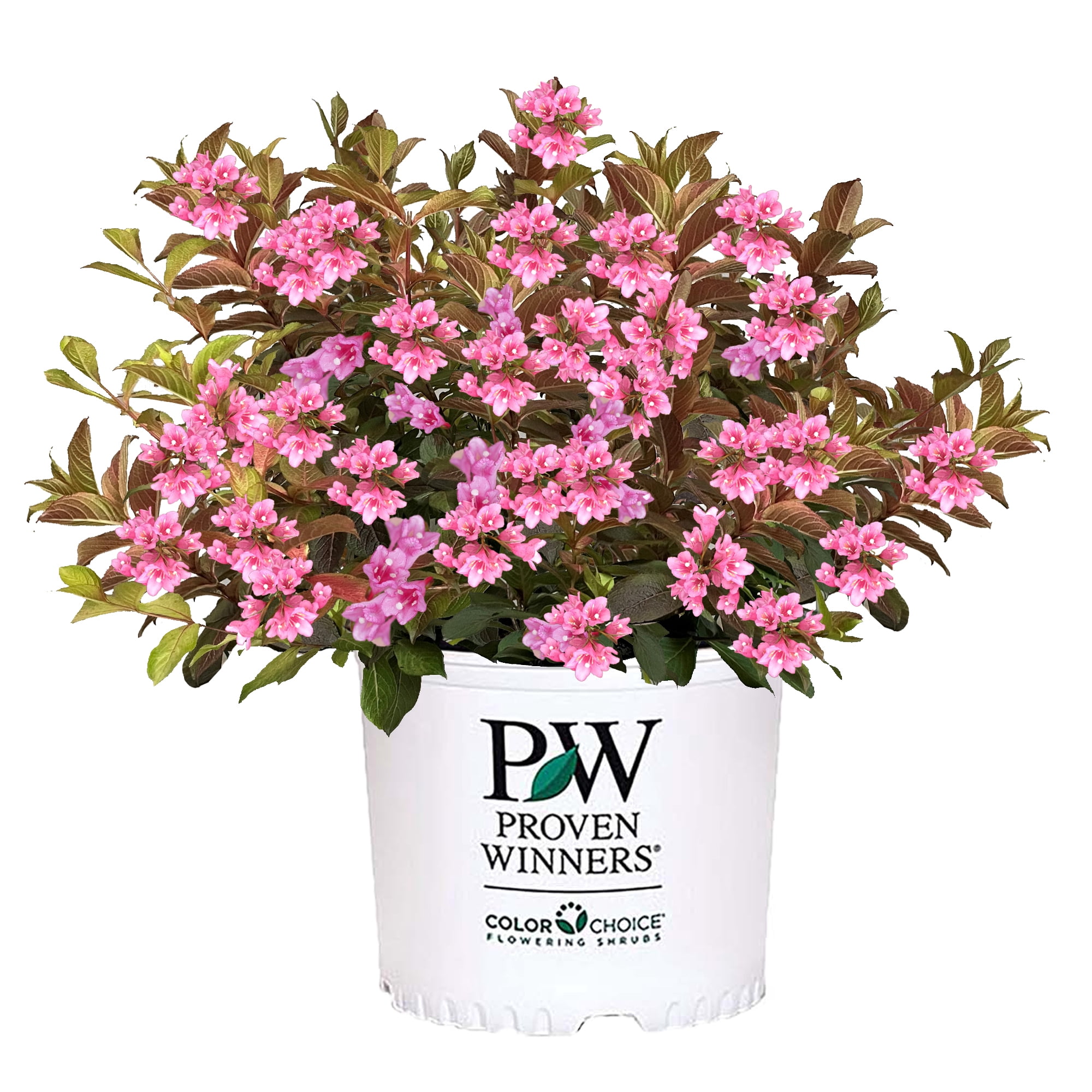 Proven Winners ColorChoice Midnight Sun Weigela Live Shrub (2 Gallon ...