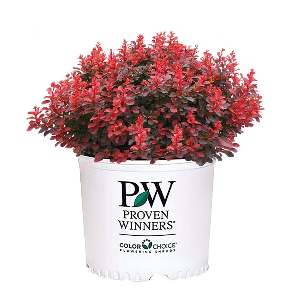 Proven Winners ColorChoice Mini Maroon Barberry Live Shrub ( 2 Gallon ...