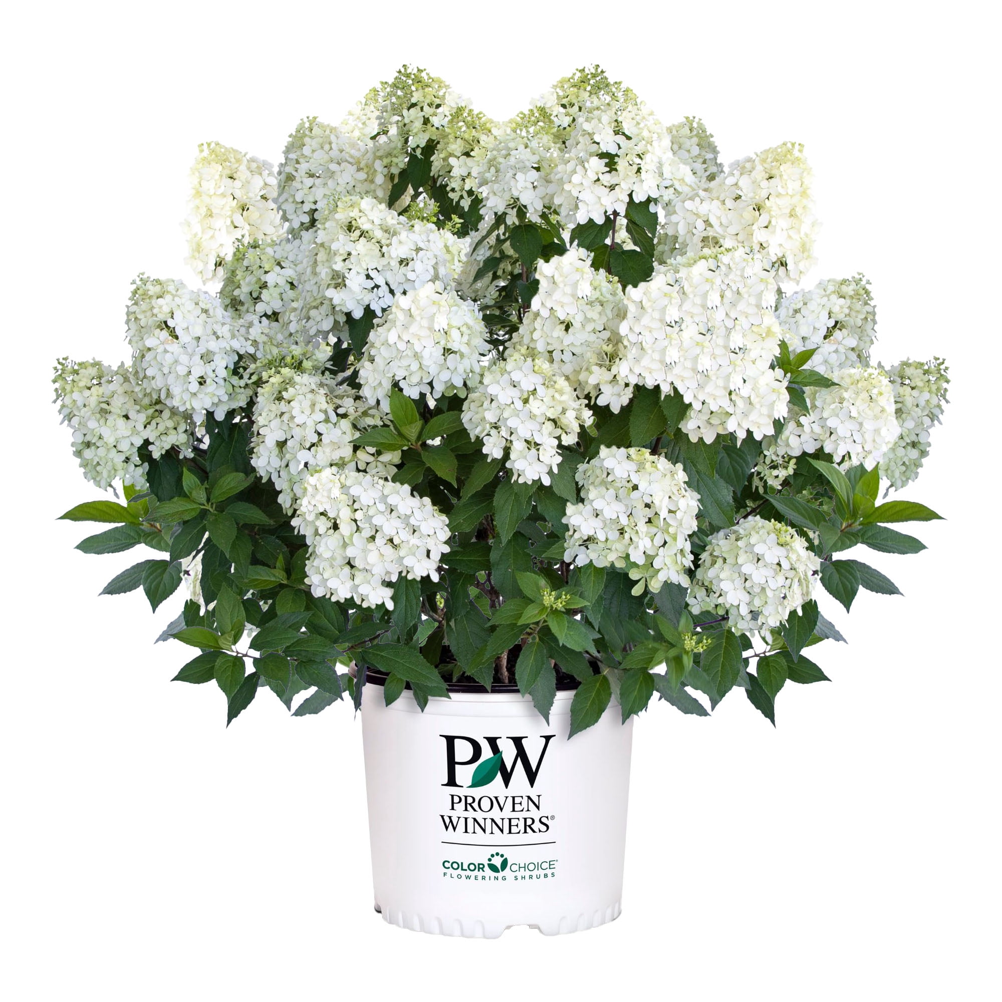 Proven Winners ColorChoice Puffer Fish Hydrangea Live Shrub (5 Gallon ...