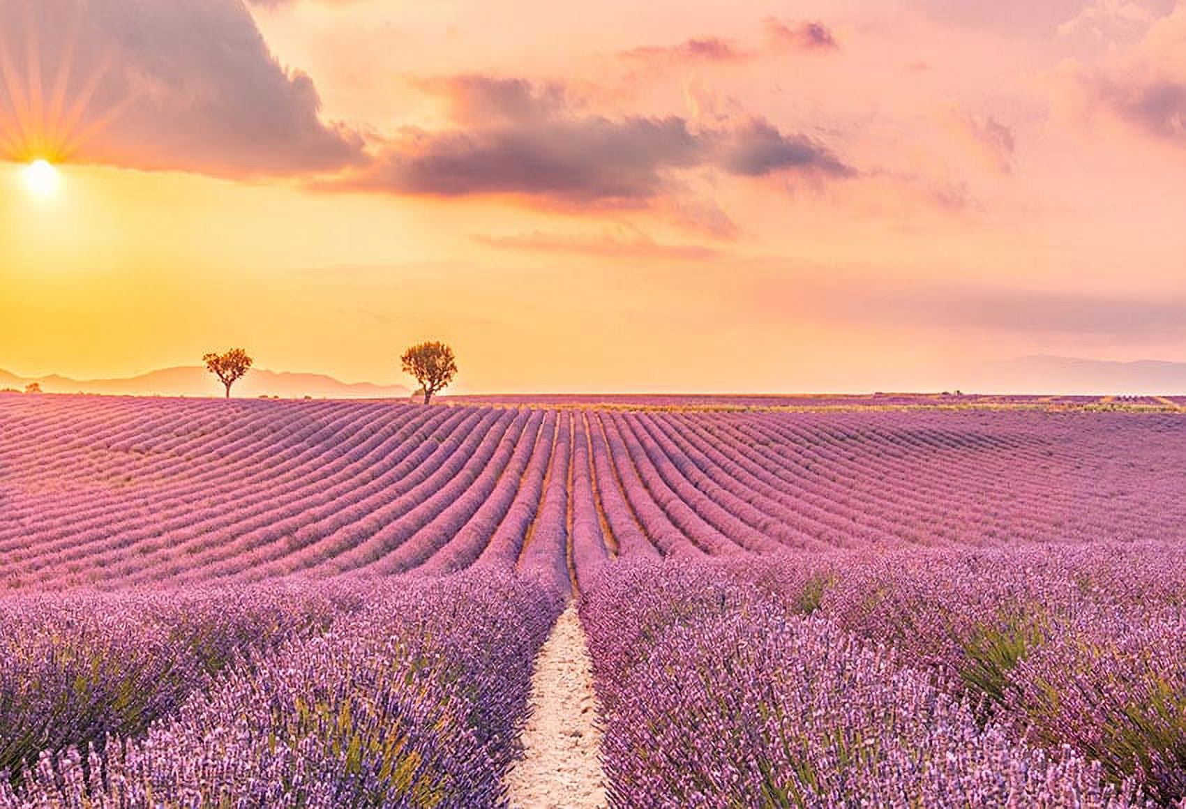 Provence Manor Lavender Field Sky Cloud Farm Spring Wedding r Backdrop ...