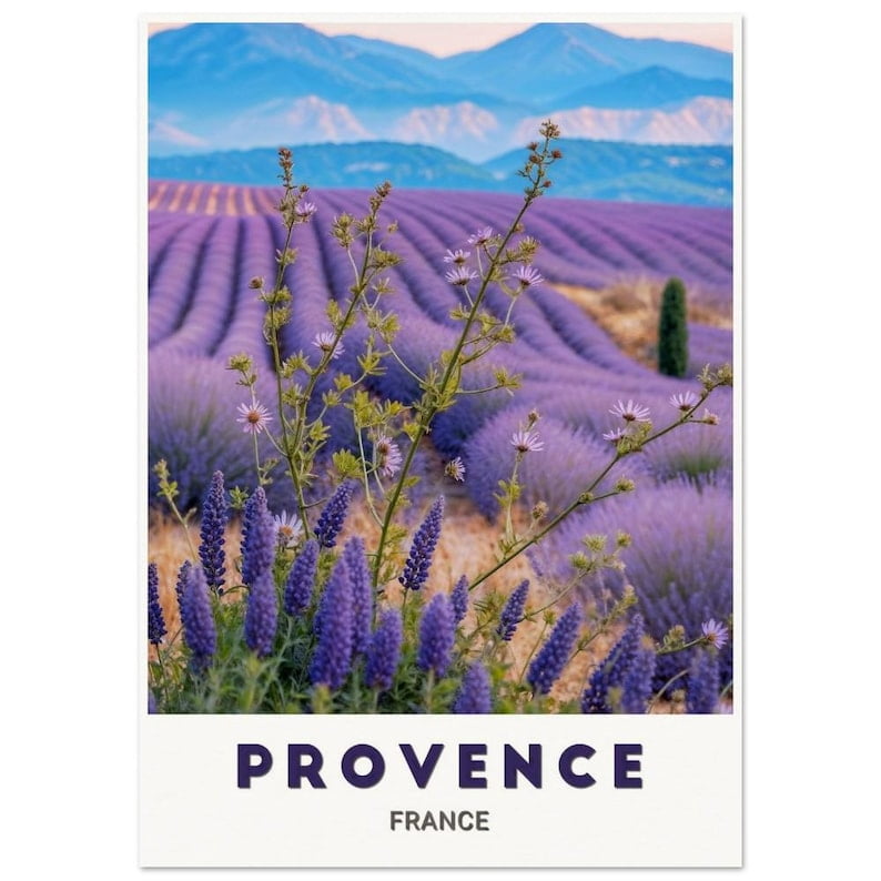 Provence Poster: Captivating Lavender Fields In Full Bloom, A Stunning ...