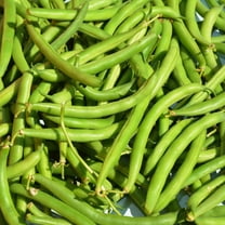 Strike Bush Bean Seeds - 1 Lb - Non-GMO, Heirloom Green Snap Bean Seeds ...