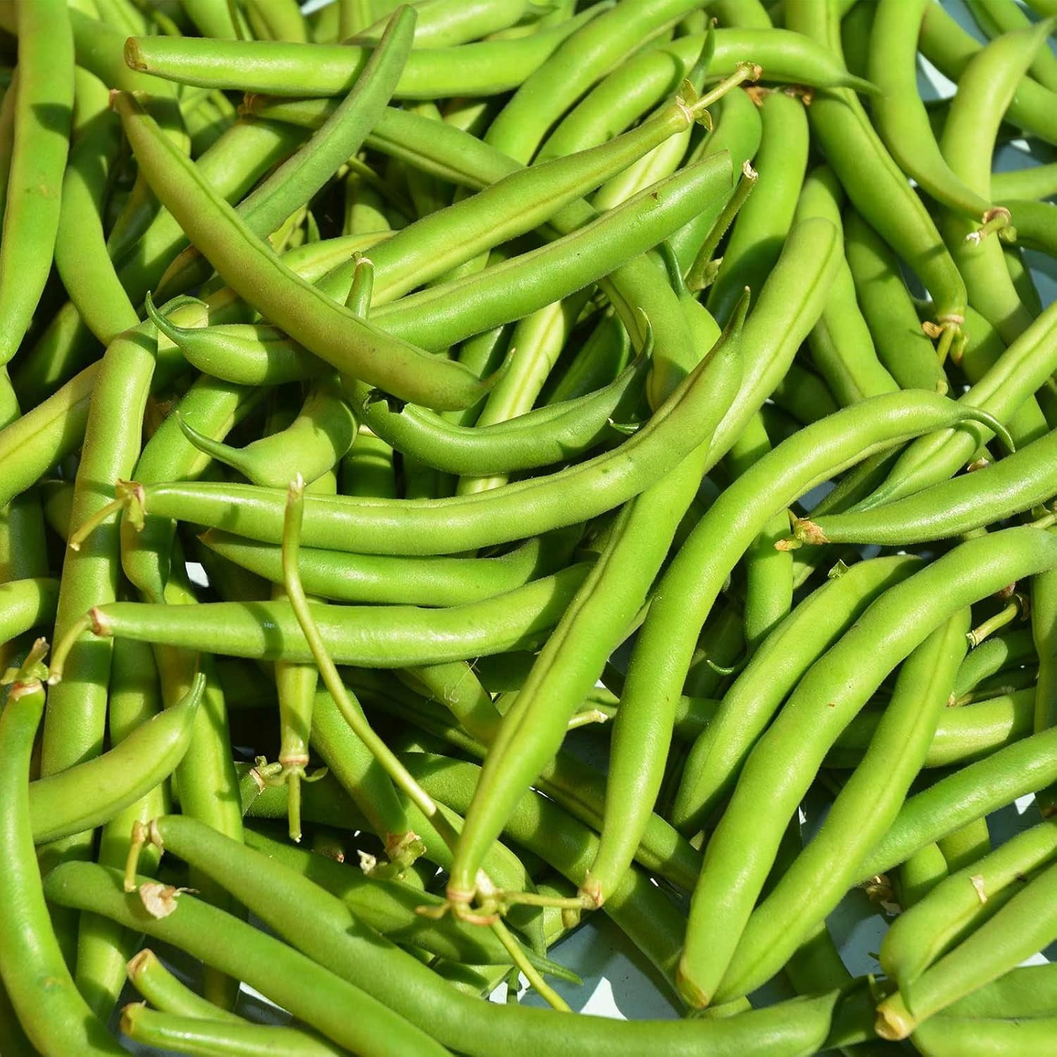 Provider Bush Bean Seeds - 30 g Packet ~100 Seeds - Non-GMO, Heirloom ...