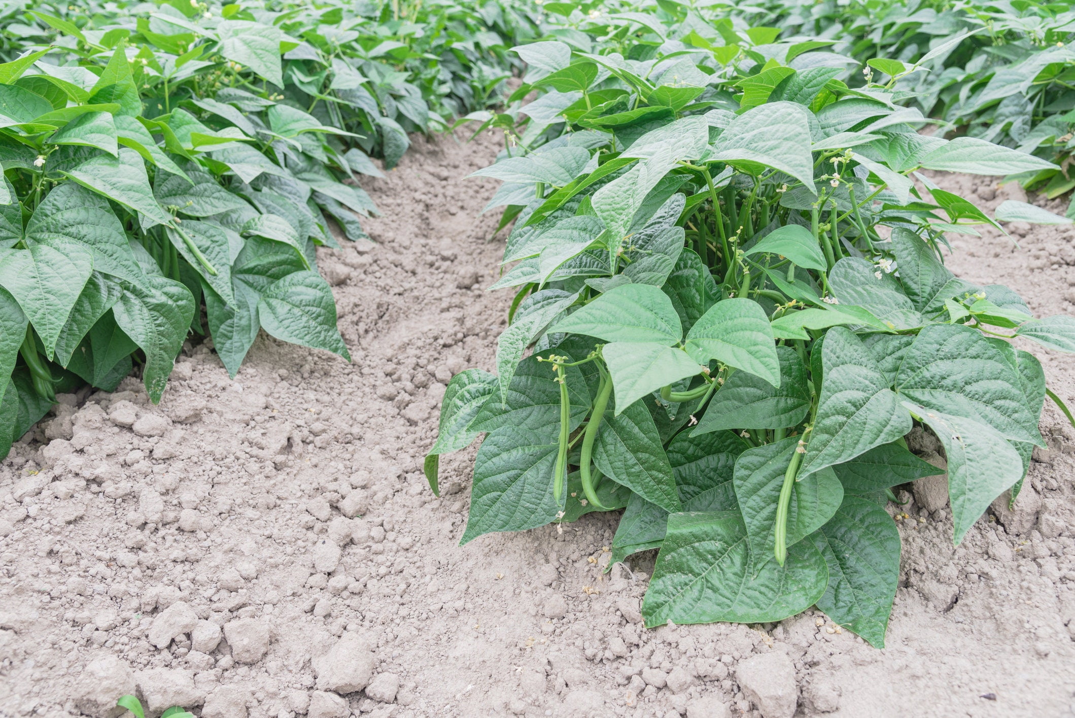Provider Bush Green Bean Seeds - Walmart.com