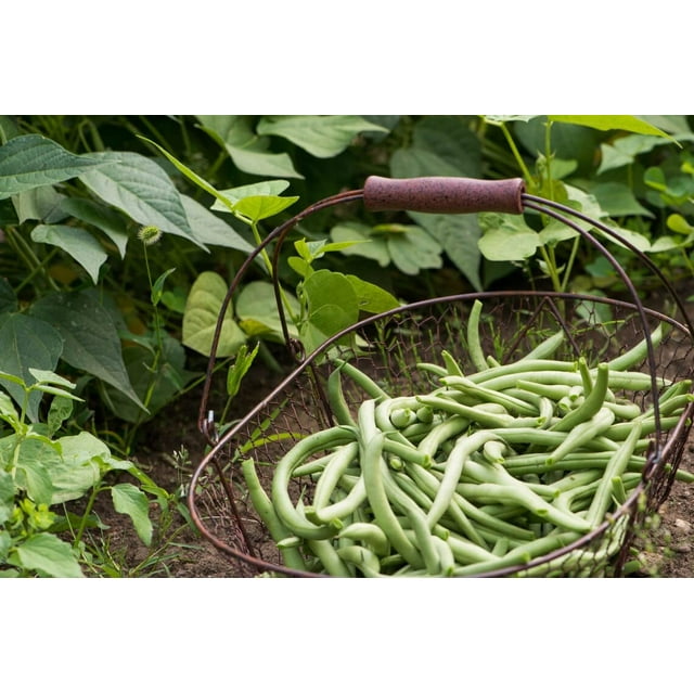 Provider Green Bush Bean Premium Seed Packet C21 - Walmart.com