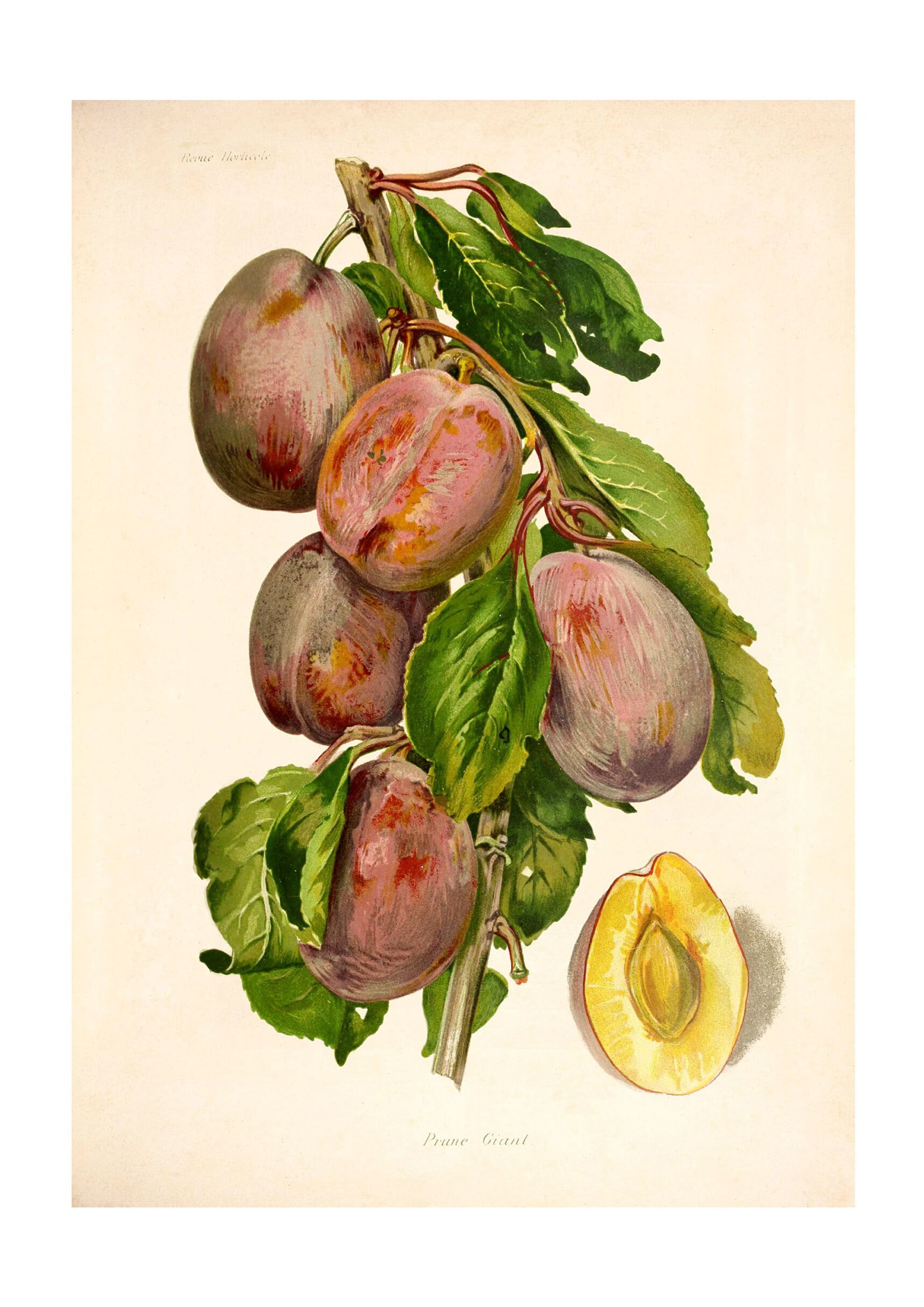 Prune Vintage Lithograph (1832-1922) - Giclee Fine Art Print -Painting Art, Dining Room Wall ...