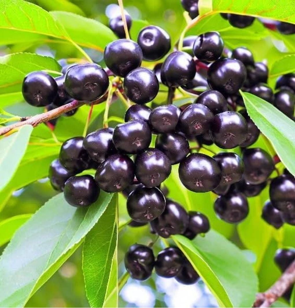 Prunus virginiana (Black Chokecherry, Black Choke Cherry) Tree Seeds ...
