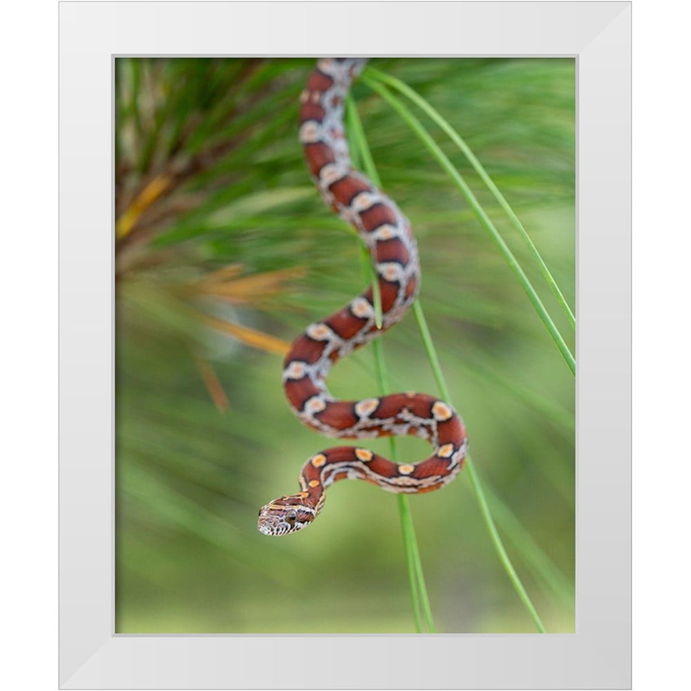 Pryor, Maresa 26x32 White Modern Wood Framed Museum Art Print Titled ...