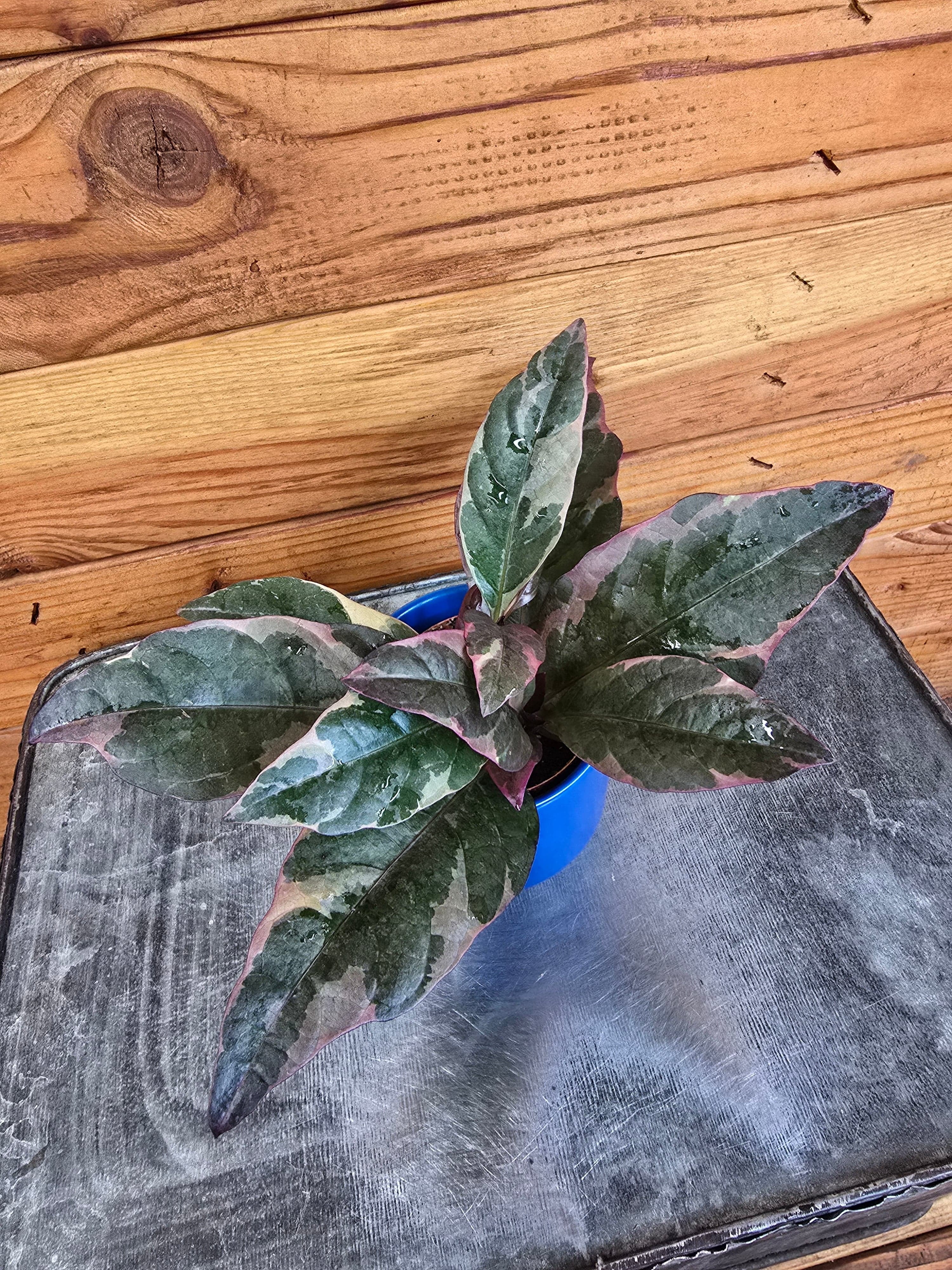 Pseuderanthemum atropurpureum Tricolor, 2" Plant, The Plant Farm ...