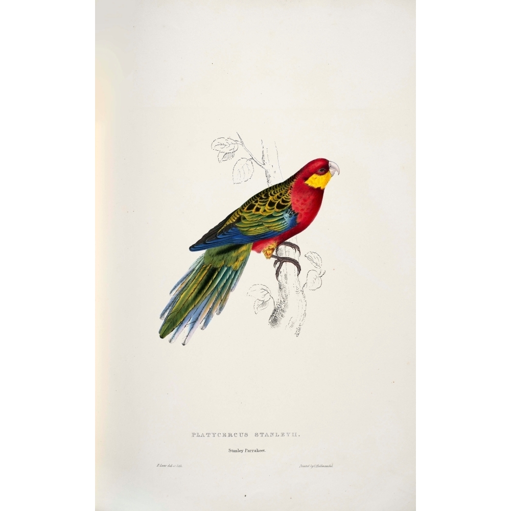 Psittacidae 1832 Stanley Parakeet 1 Poster Print by Edward Lear (24 x ...