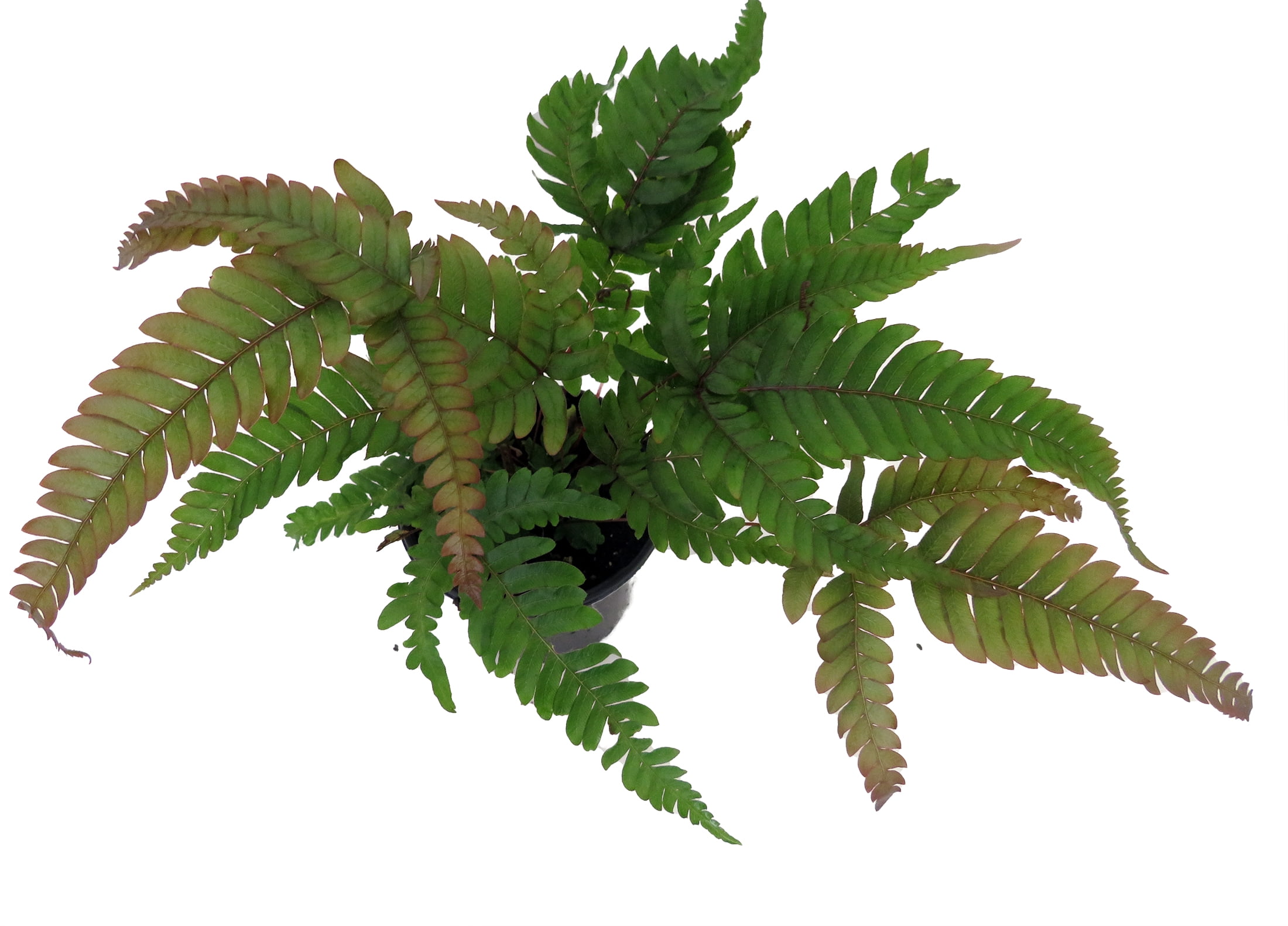 Pteris Tricolor Fern - Quadriaurita - Indoors or Out - 4" Pot - Walmart.com