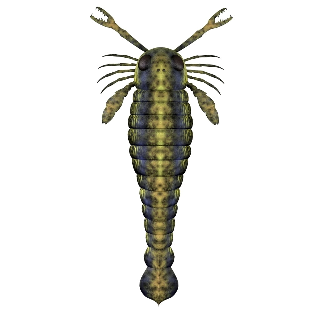 Pterygotus sea scorpion from the Paleozoic Era Poster Print - Walmart.com