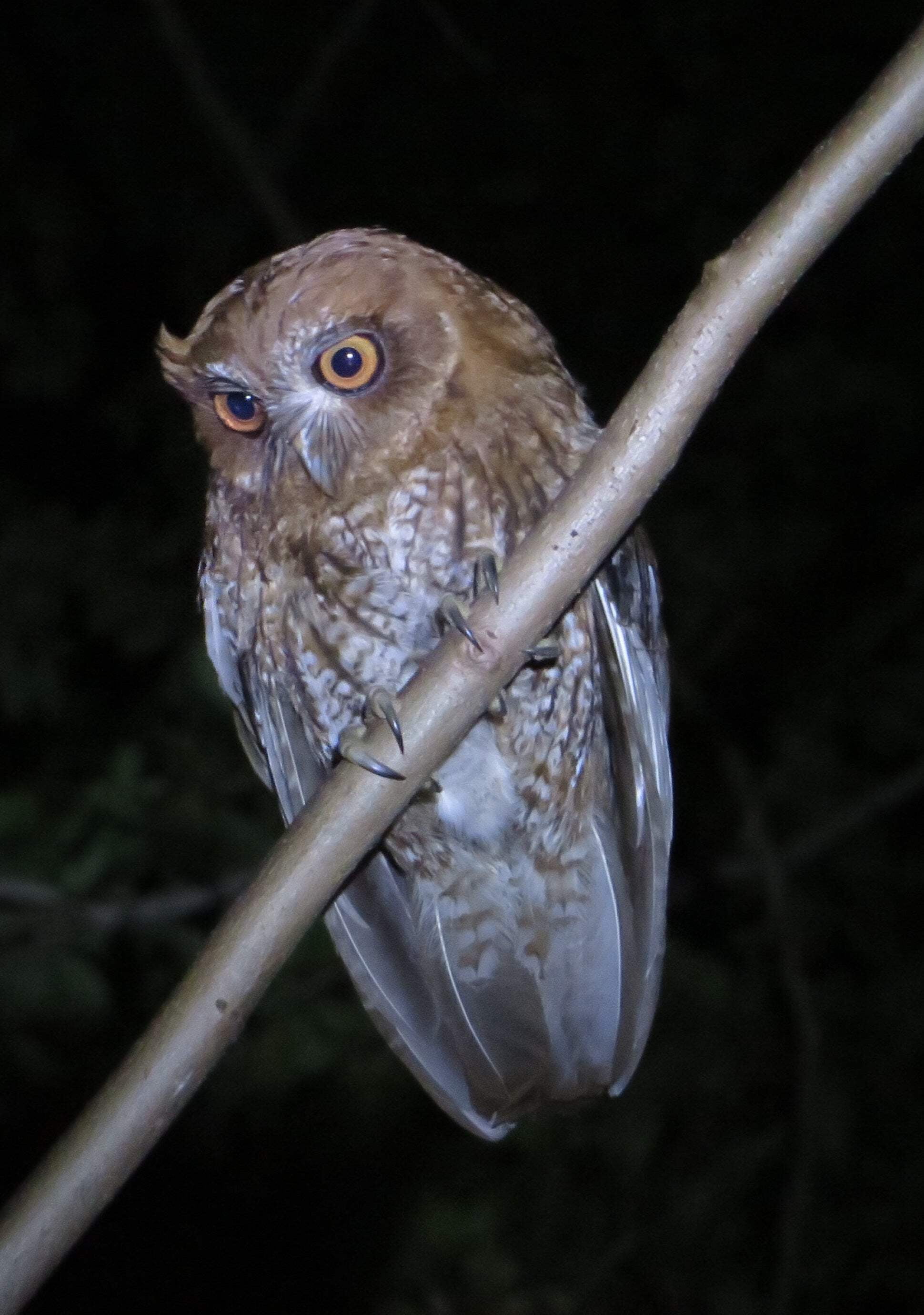 Puerto Rican Owl Mucaro Comun Glossy Poster Picture Photo Print Banner ...