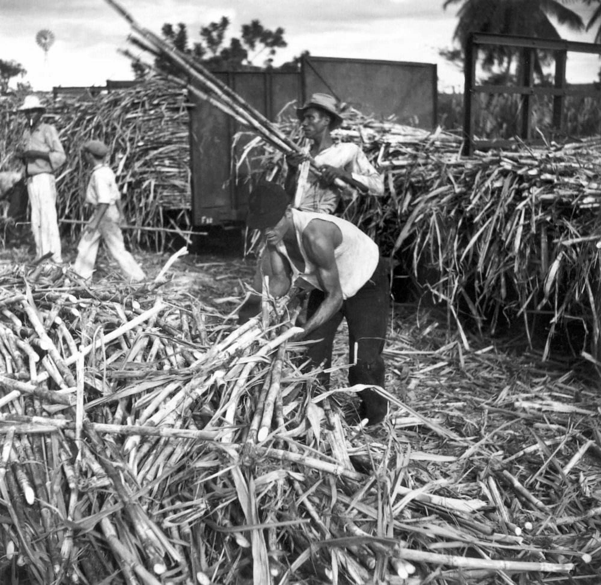 Puerto Rico: Sugar Cane. /Nsugar Cane Being Loaded Onto A Train For ...
