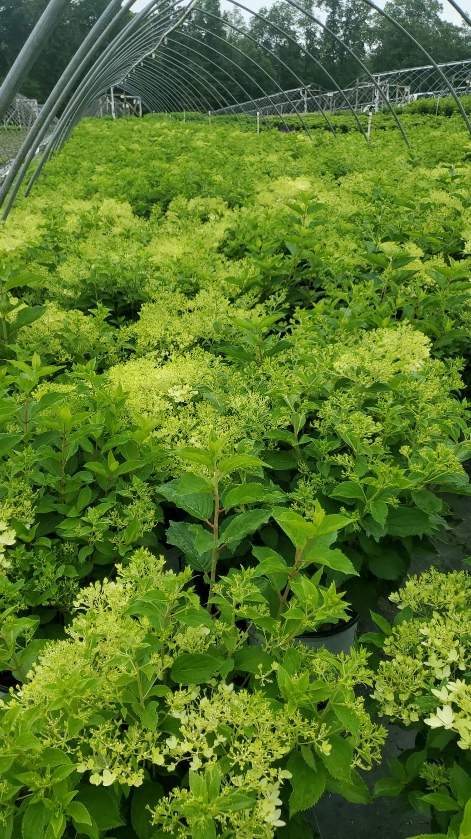 Puffer Fish® Panicle Hydrangea - Walmart.com