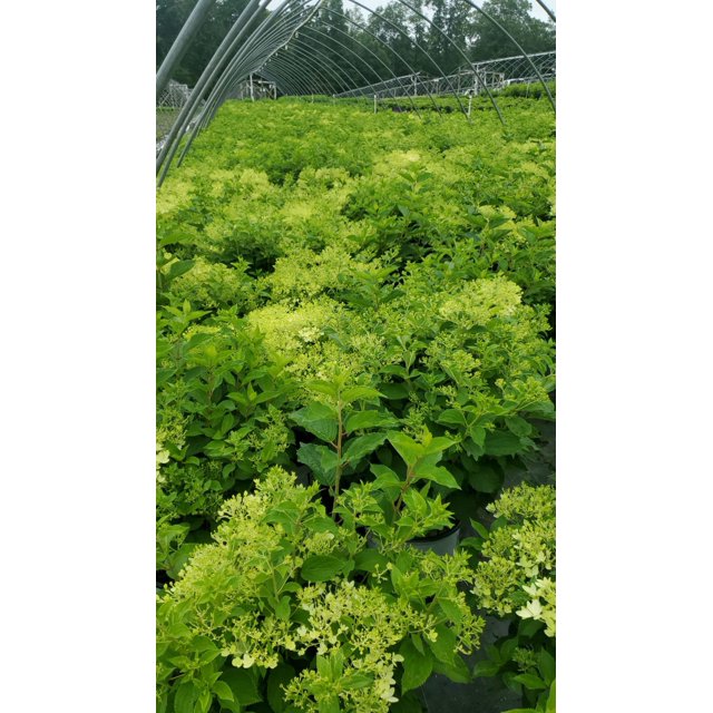Puffer Fish® Panicle Hydrangea - Walmart.com