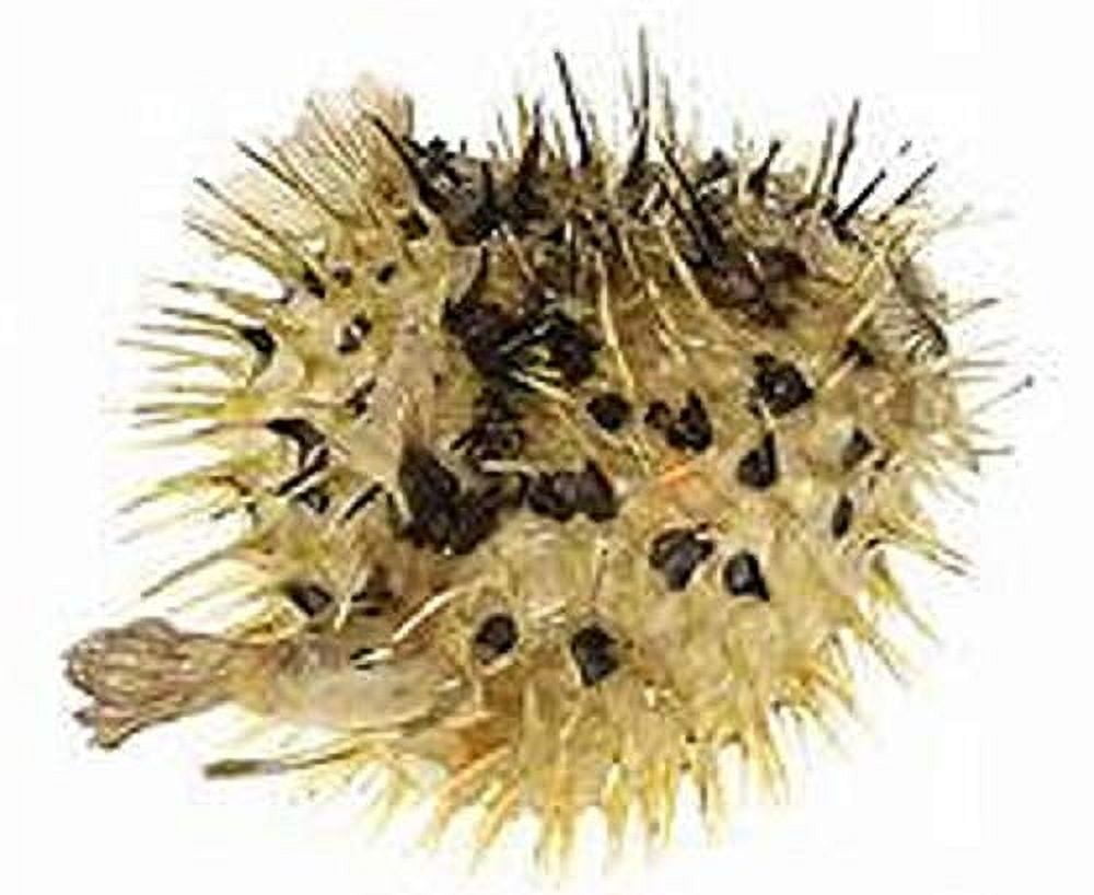 Puffer Porcupine Real Blowfish Nautical Fish Décor with Hanger (7 ...